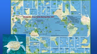 Sea turtles biodiversity presentation | PPTX