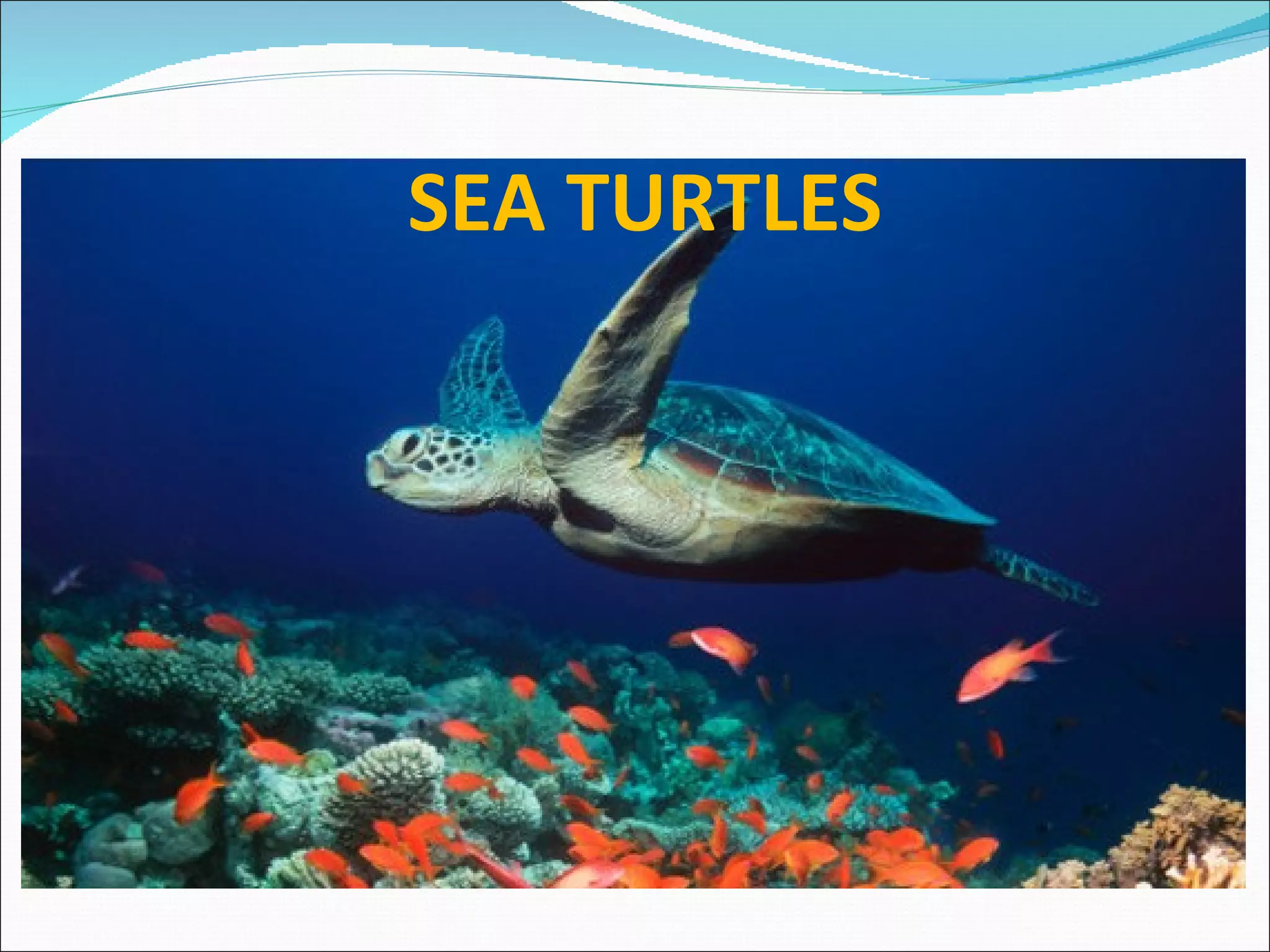 Sea Turtles Compatible | PPT