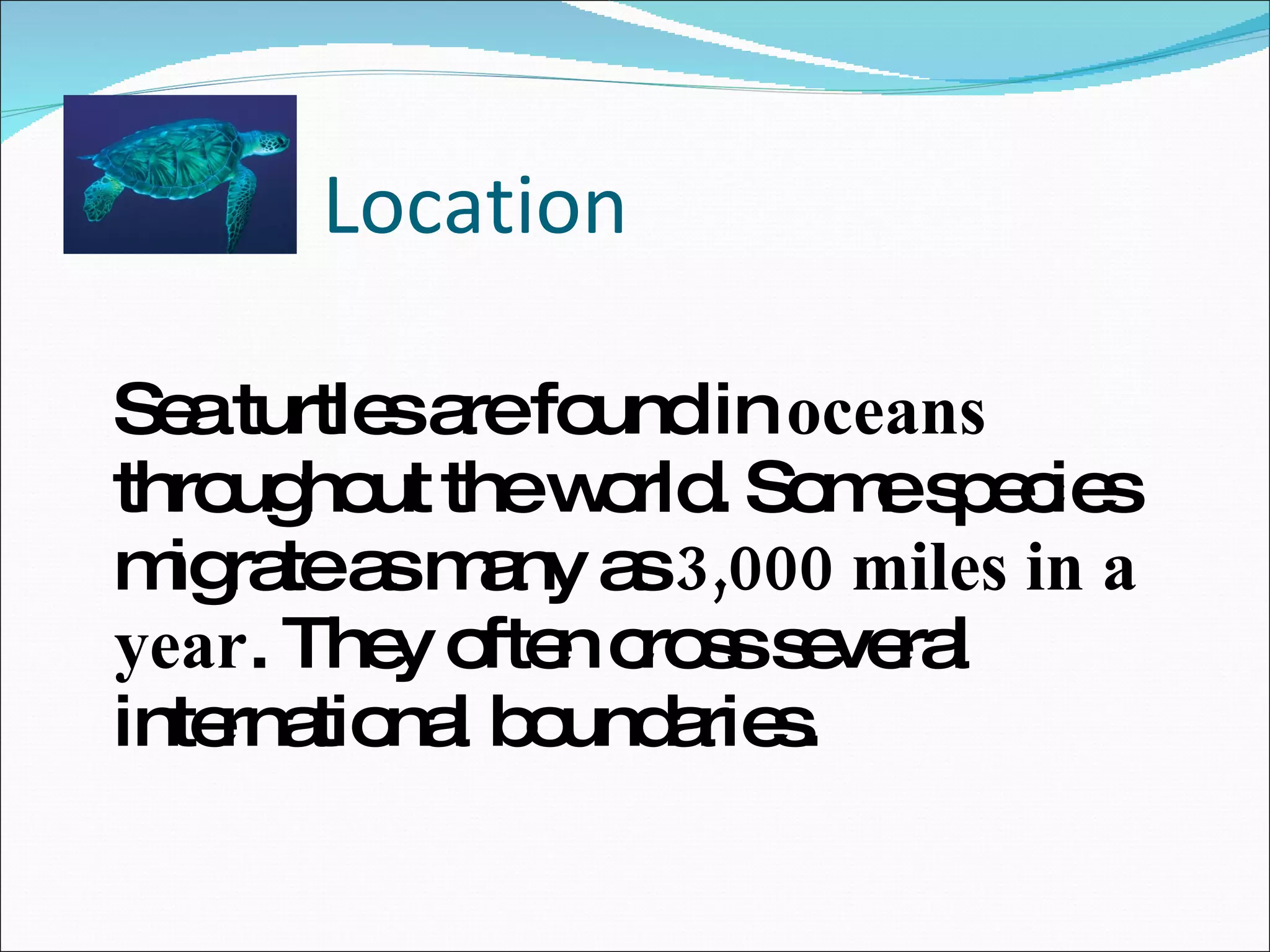 Sea Turtles Compatible | PPT