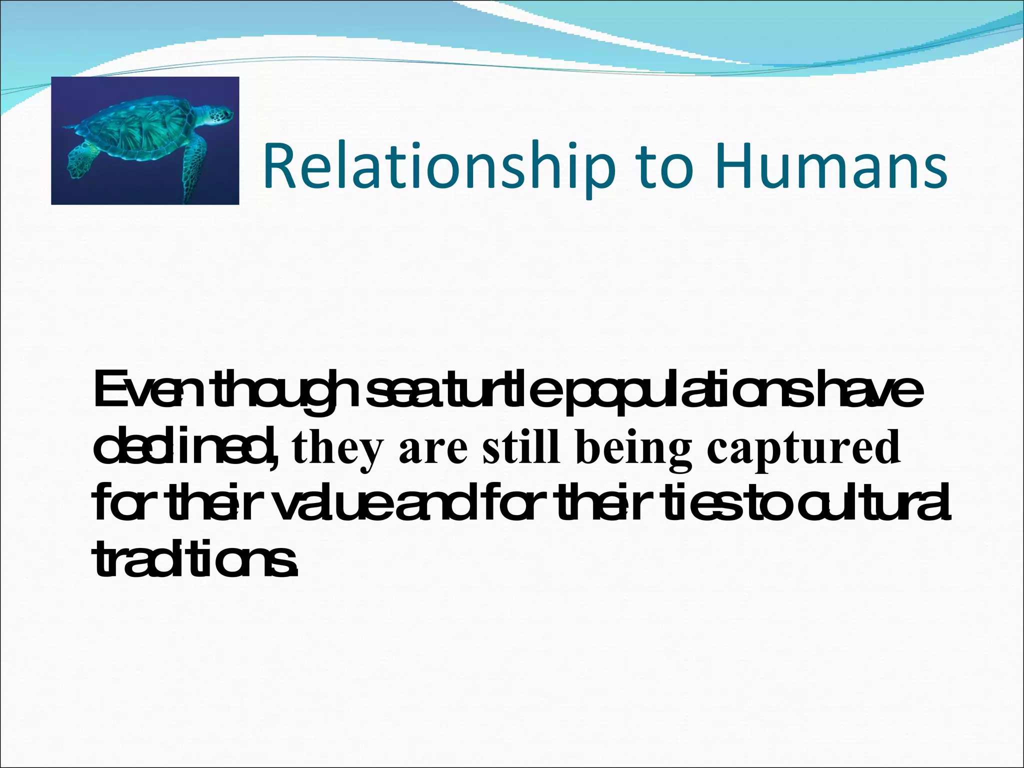 Sea Turtles Compatible | PPT