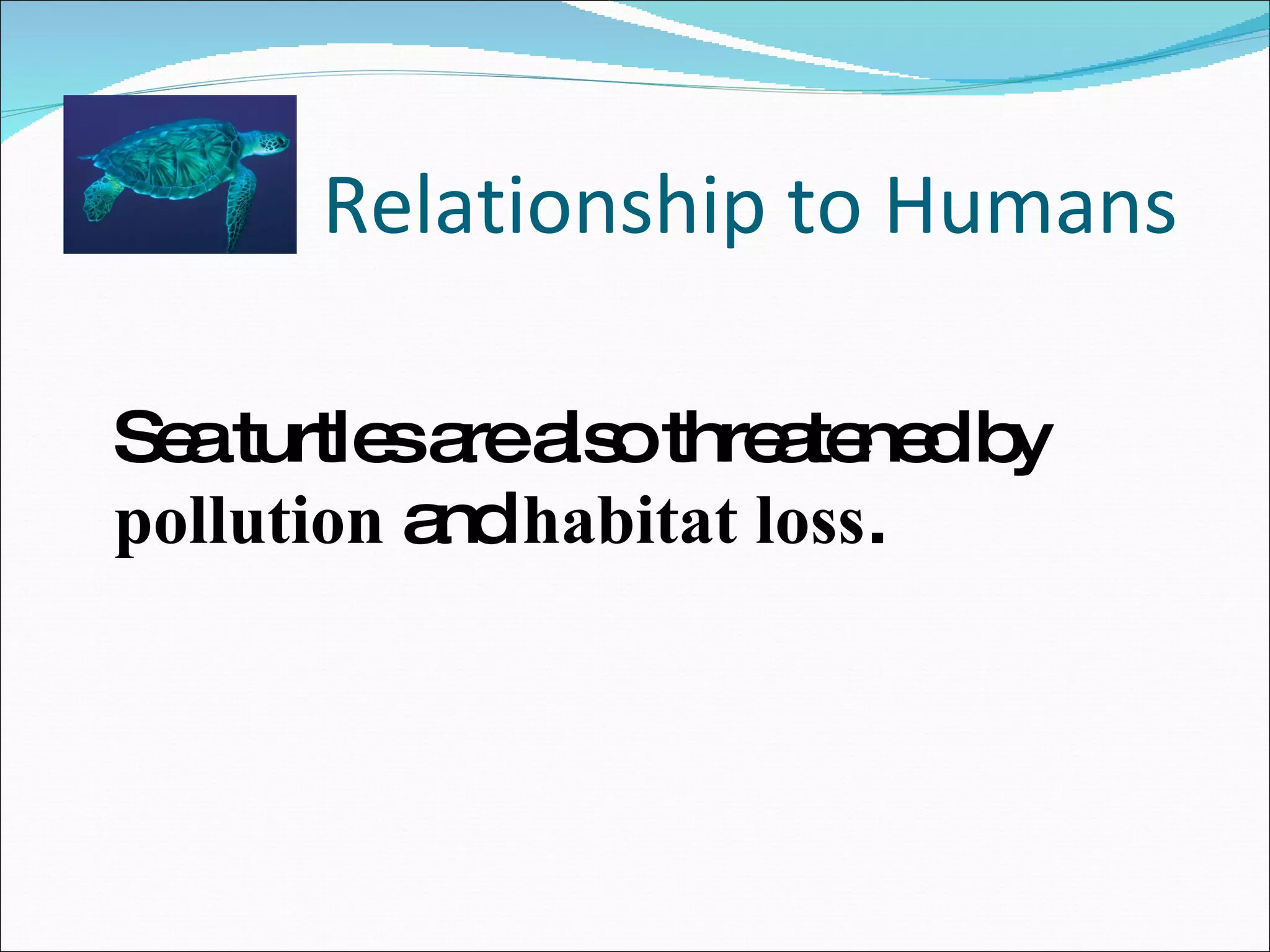 Sea Turtles Compatible | PPT