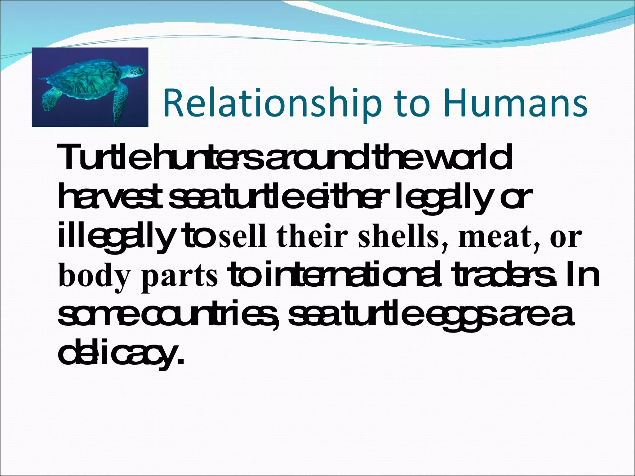 Sea Turtles Compatible | PPT
