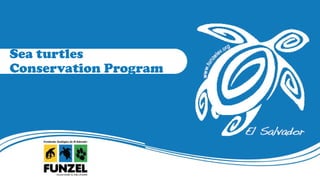 Sea turtles conservation program of El Salvador | PPT | Free Download