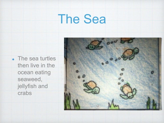 Sea turtles kc | PPTX | Reptiles | Pets