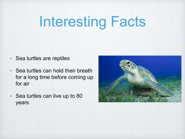 Sea turtles kc | PPTX | Reptiles | Pets