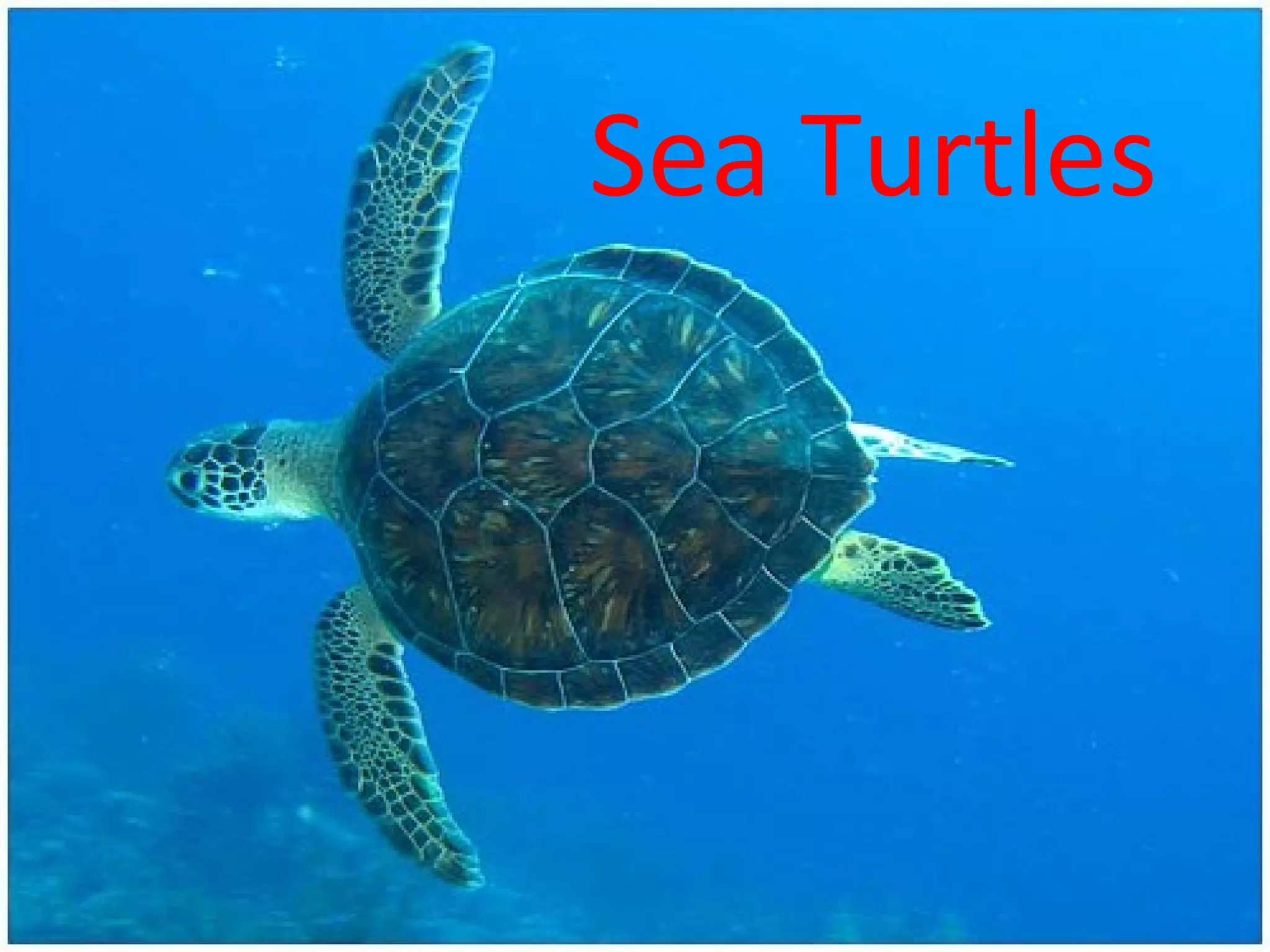 Sea turtles powerpoint | PPT