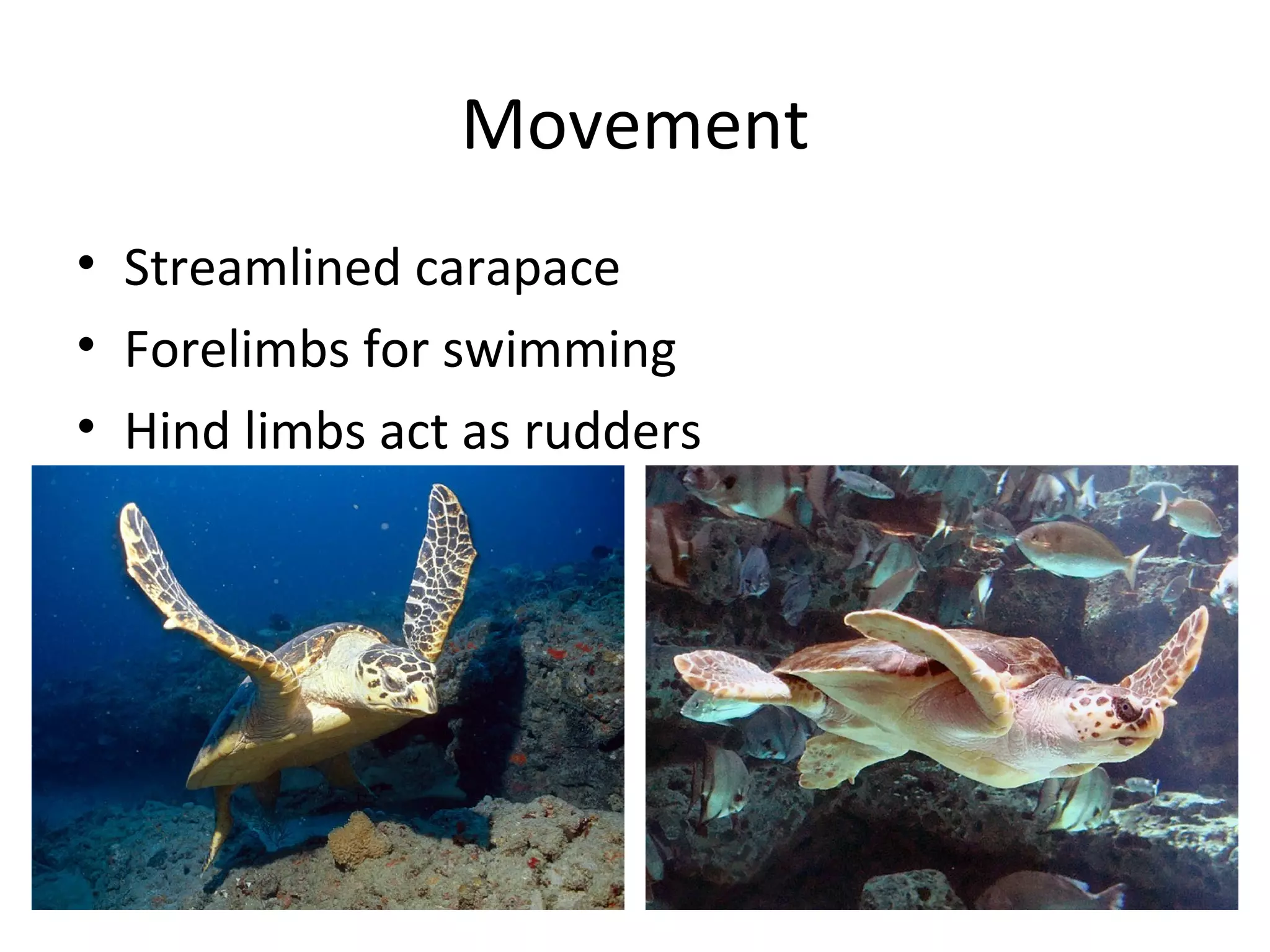 Sea turtles powerpoint | PPT