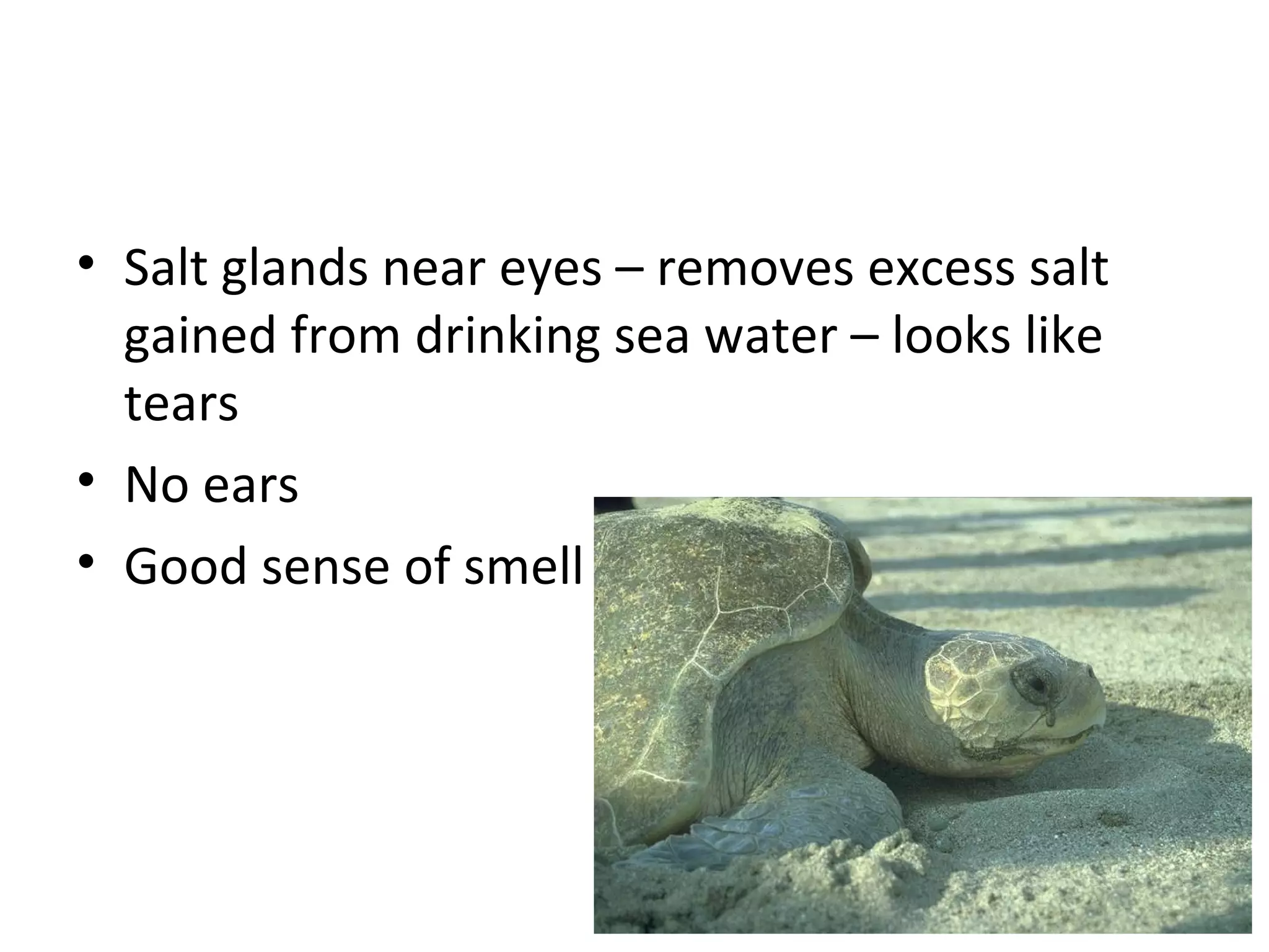 Sea turtles powerpoint | PPT