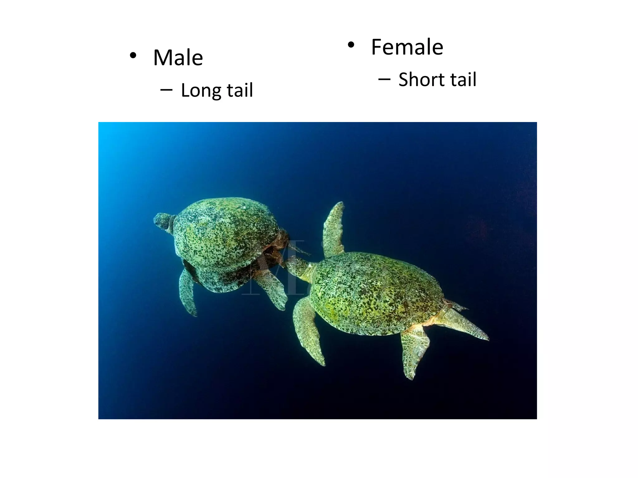 Sea turtles powerpoint | PPT