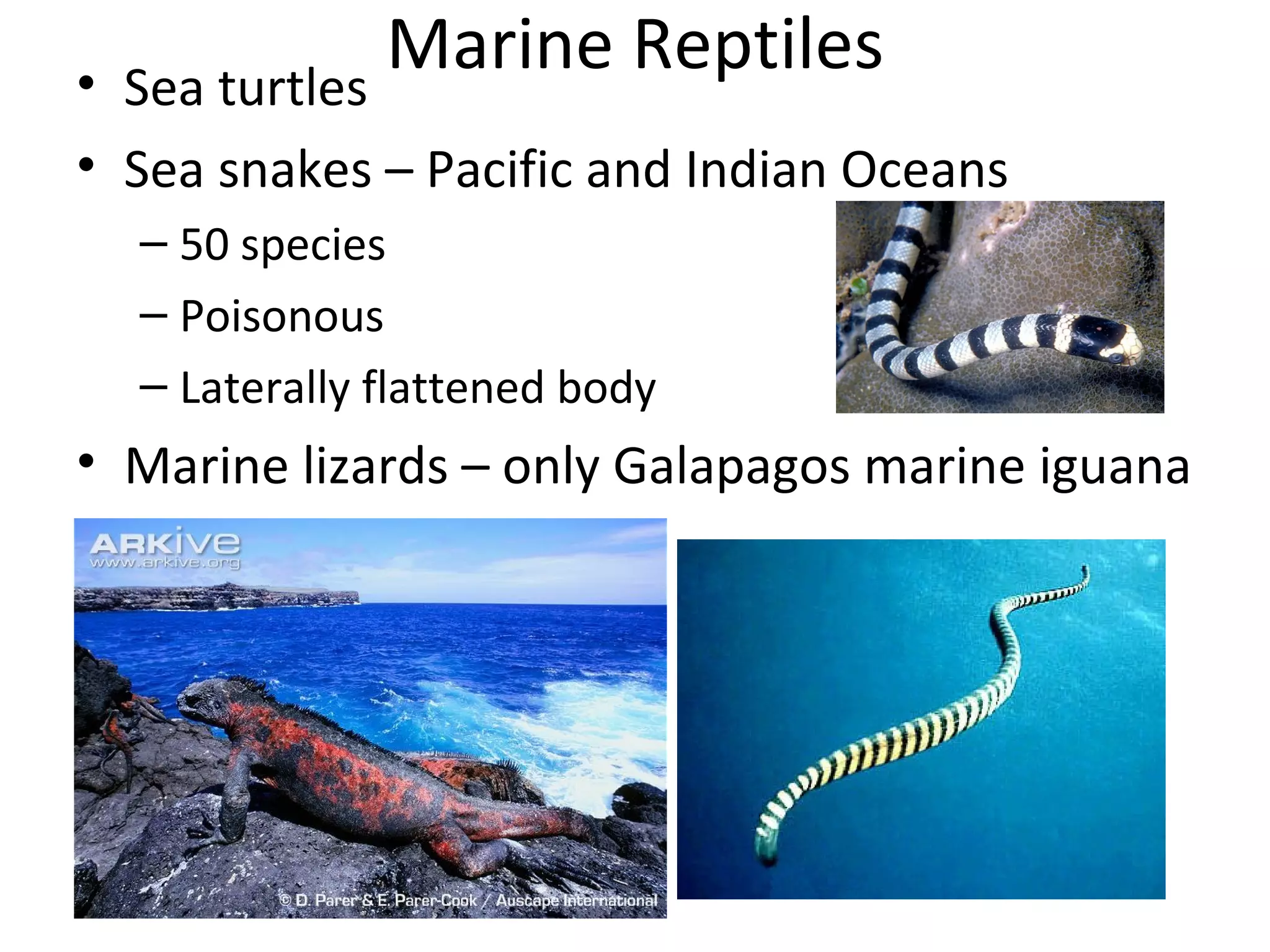 Sea turtles powerpoint | PPT