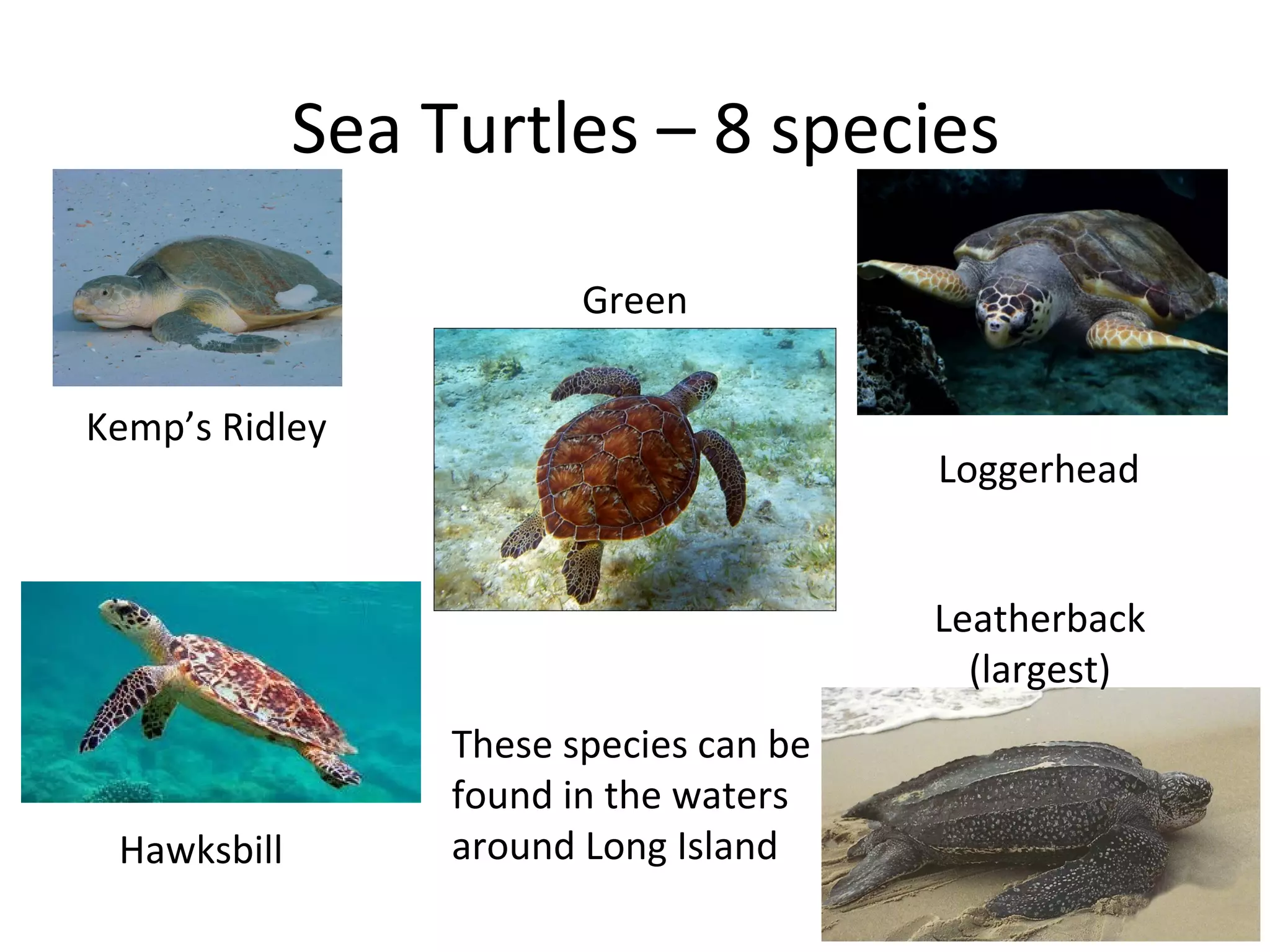 Sea turtles powerpoint | PPT