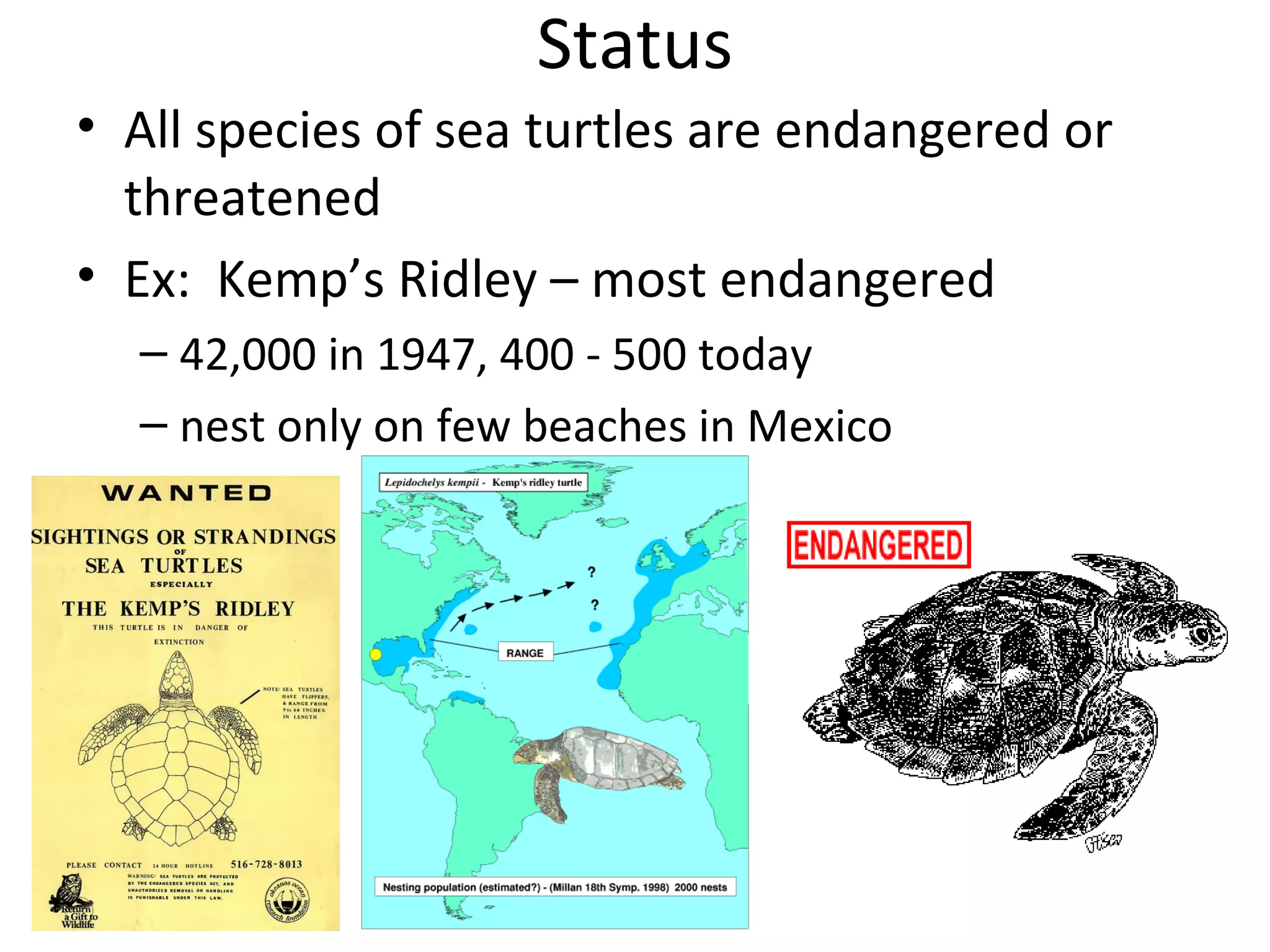Sea turtles powerpoint | PPT