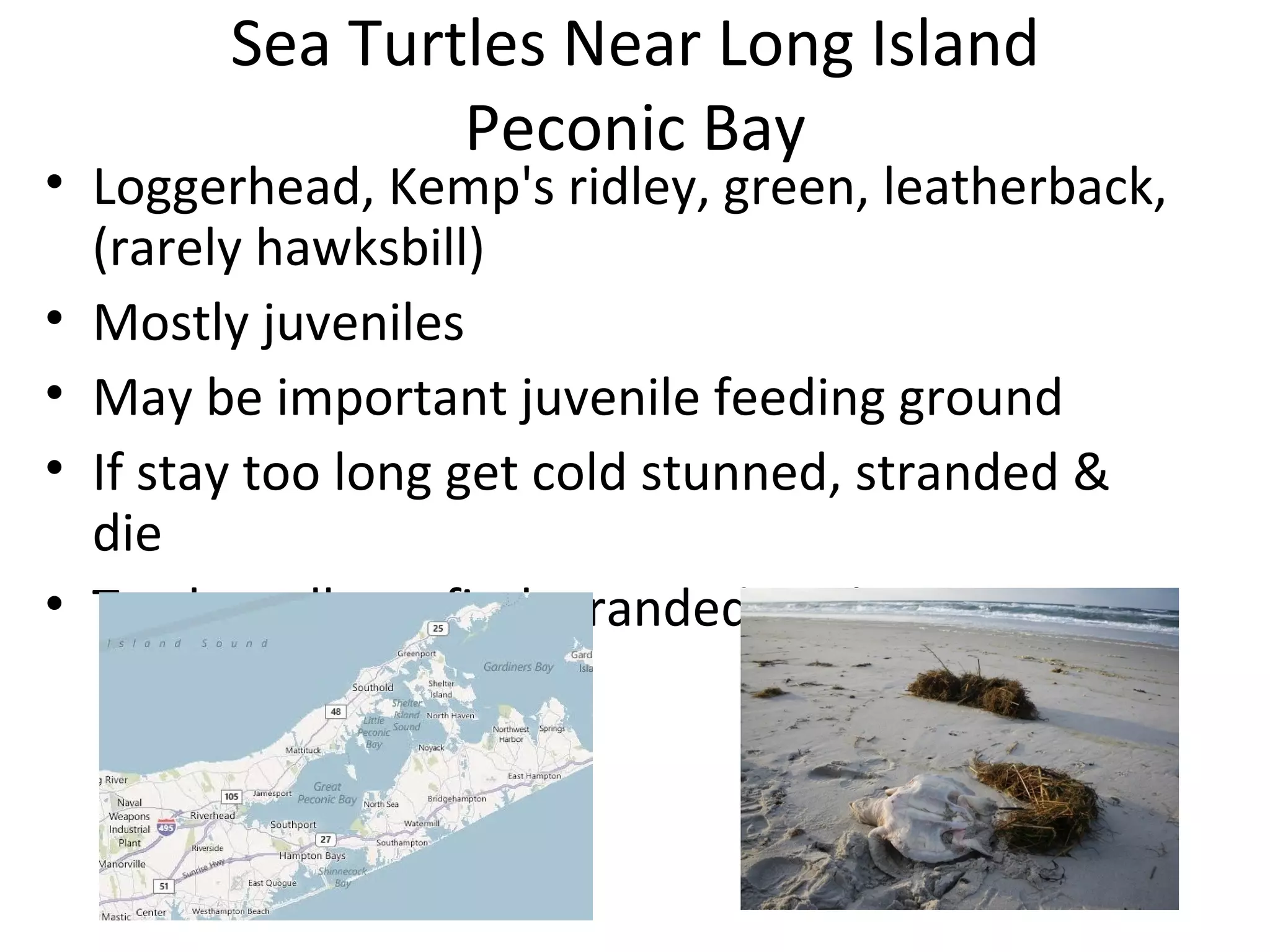 Sea turtles powerpoint | PPT