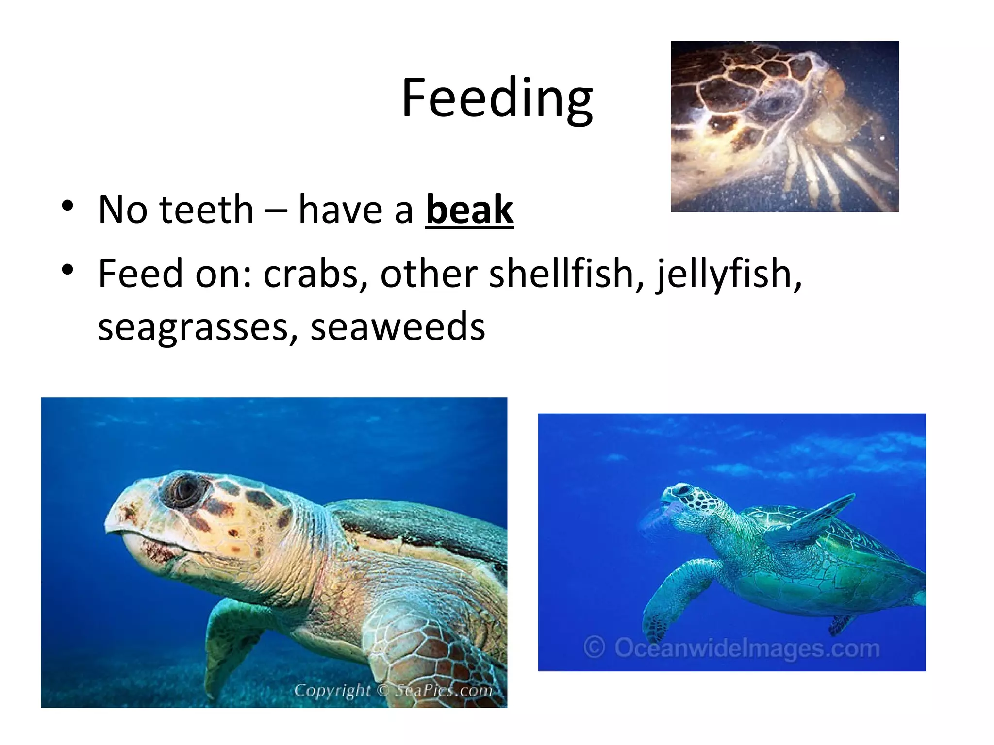 Sea turtles powerpoint | PPT