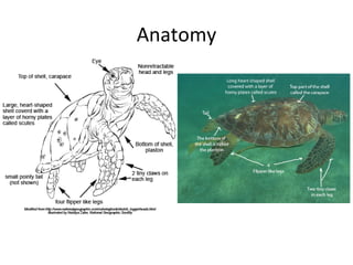 Sea turtles powerpoint | PPT
