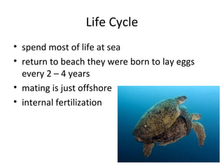 Sea turtles powerpoint | PPT