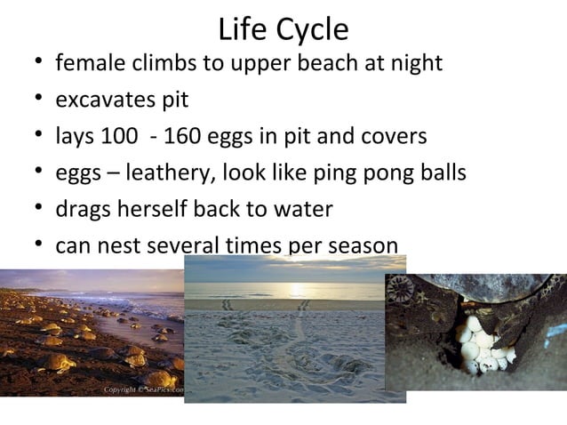 Sea turtles powerpoint | PPT