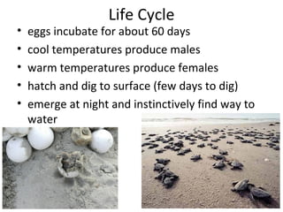 Sea turtles powerpoint | PPT