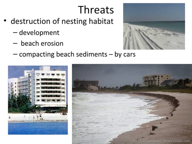 Sea turtles powerpoint | PPT