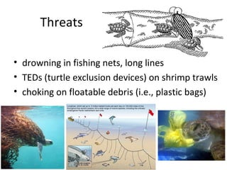 Sea turtles powerpoint | PPT