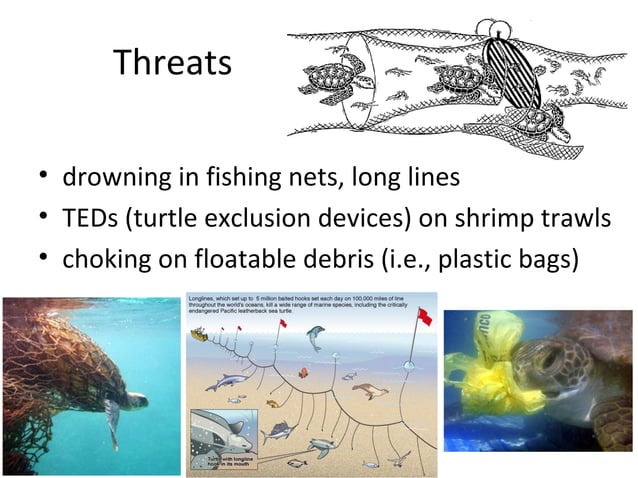 Sea turtles powerpoint | PPT