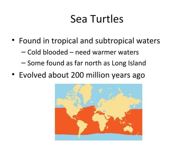 Sea turtles powerpoint | PPT