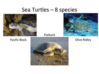 Sea turtles powerpoint | PPT