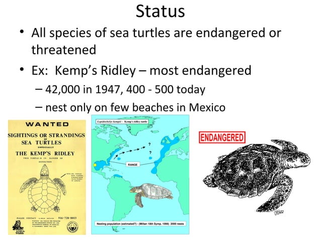 Sea turtles powerpoint | PPT