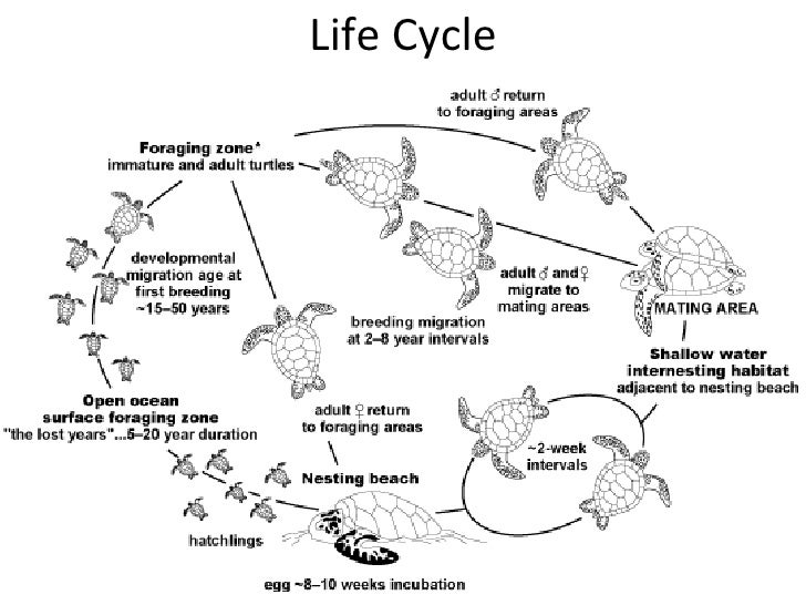 Turtle Reproduction Diagram