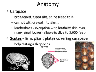 Seaturtlespowerpoint | PPT