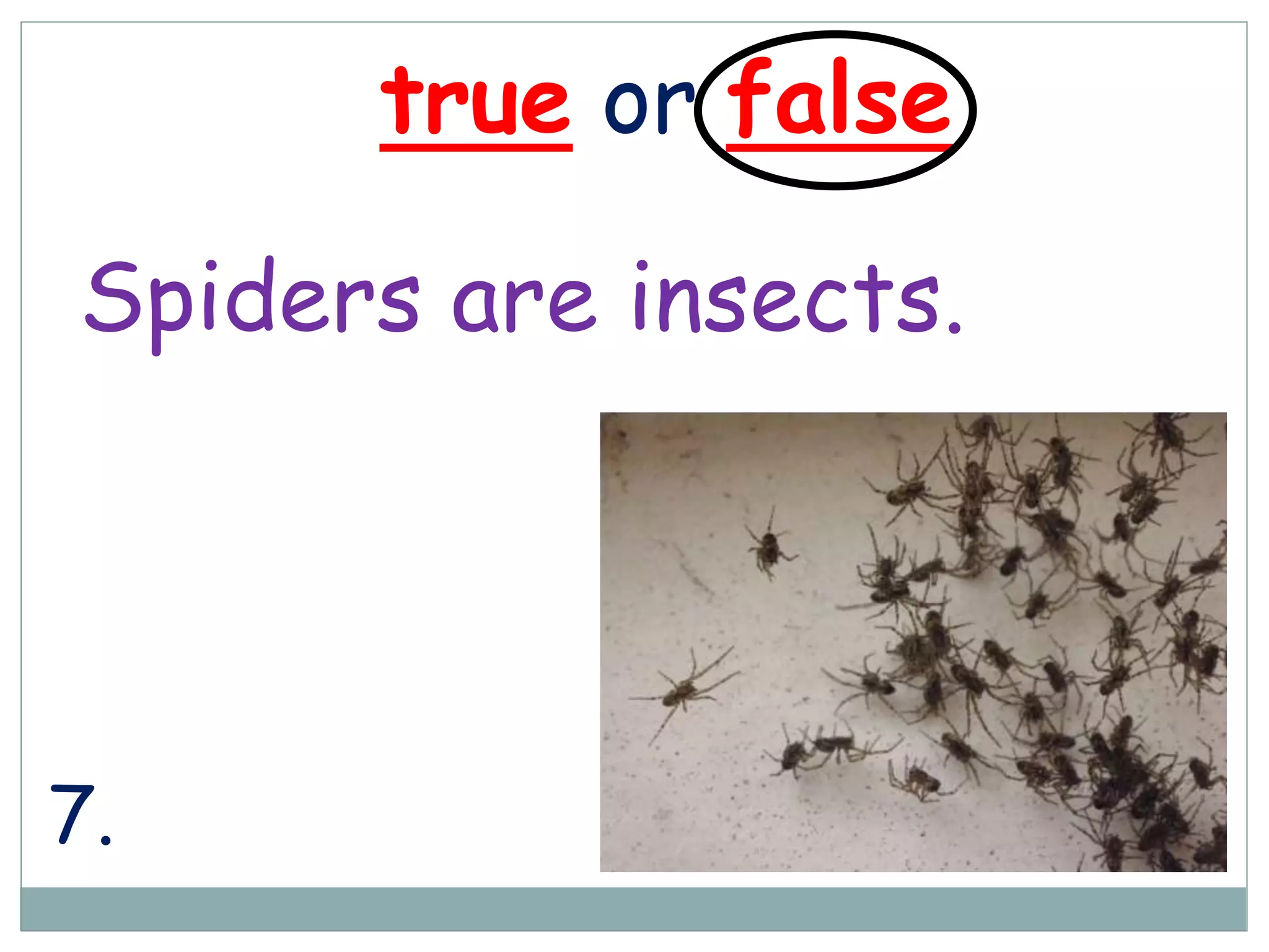 Ants and Spiders | PPTX