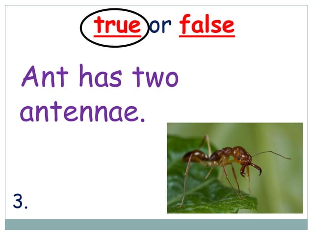 Ants and Spiders | PPT