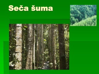 Seča šuma grčić, vanovac i mali | PPSX