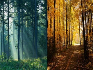 Seča šuma grčić, vanovac i mali | PPSX