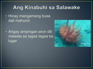 Sea urchin introduction | PPTX