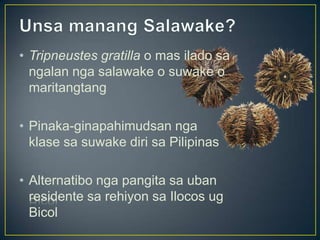 Sea urchin introduction | PPTX