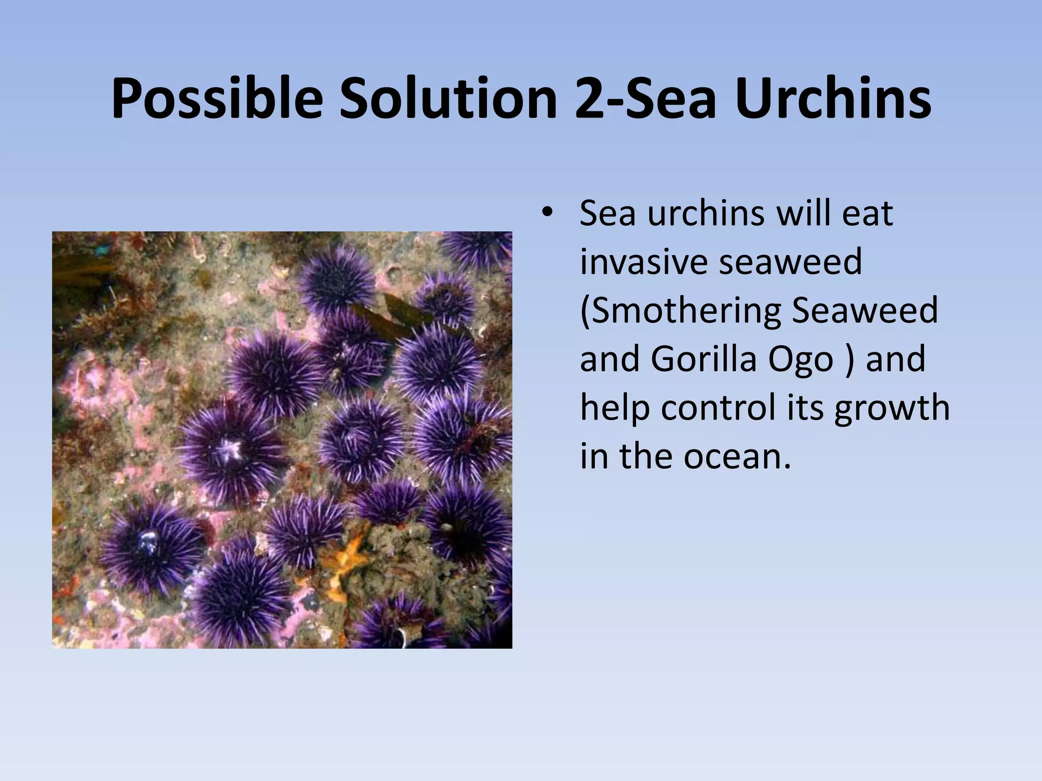 Sea urchin presentation feb 16 | PPTX