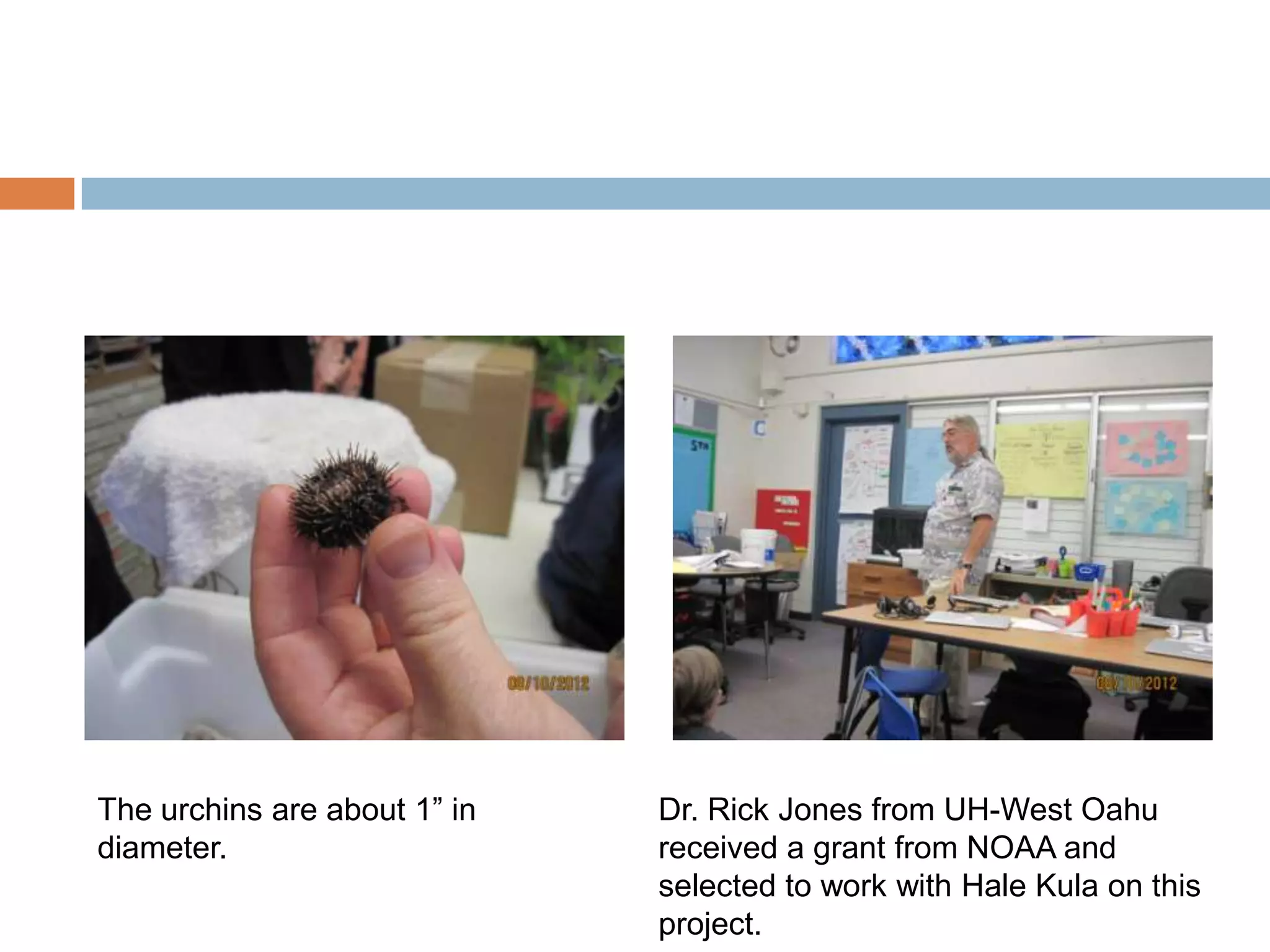 Sea urchin project | PPTX