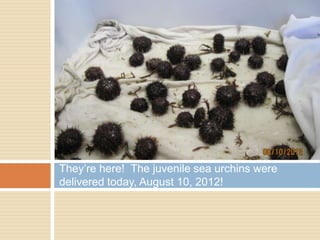 Sea urchin project | PPTX