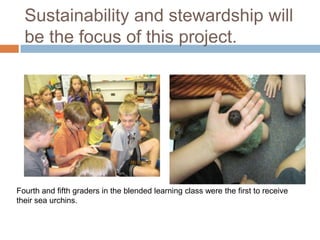 Sea urchin project | PPTX