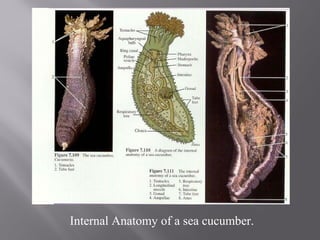 Sea Cucumber Anatomy