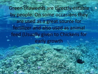 Seaweed 161010040501 | PPT