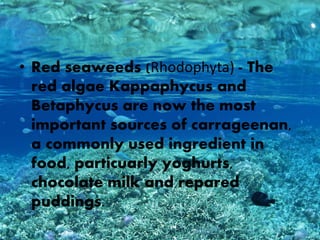 Seaweed 161010040501 | PPT