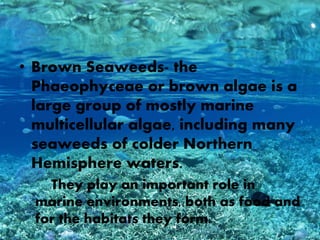 Seaweed | PPTX