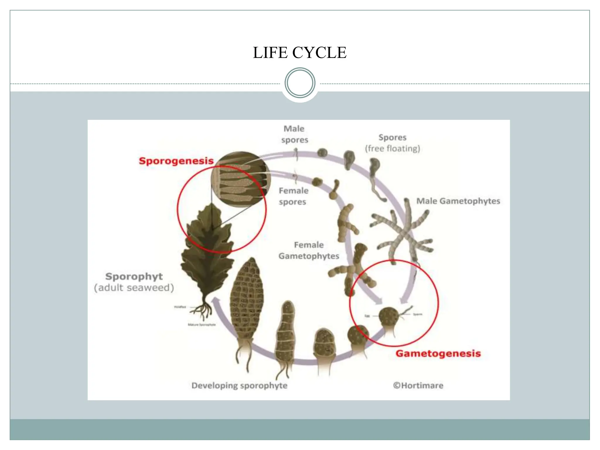 Seaweed Introduction/ Types and its Biotechnological Applications | PPTX