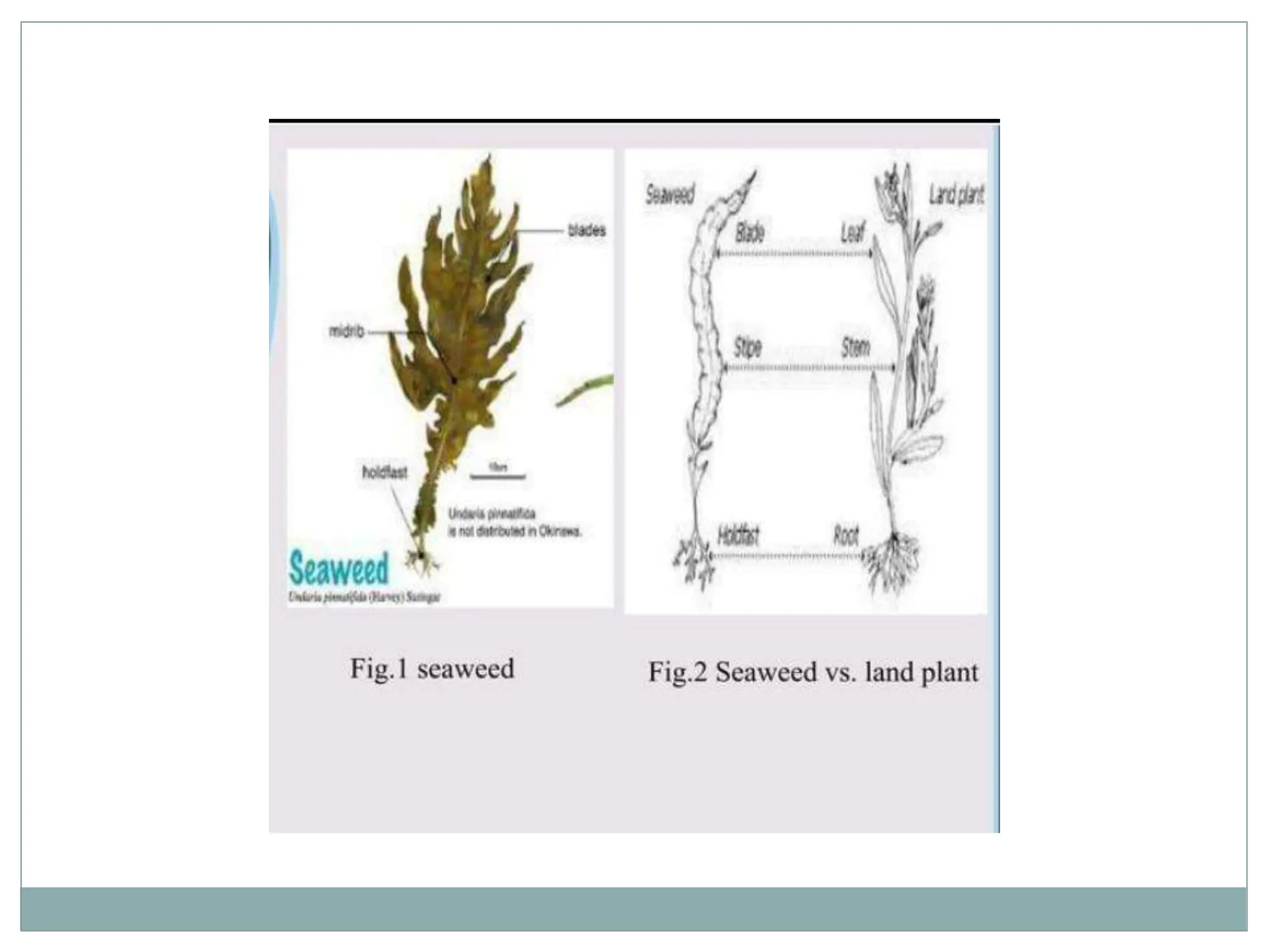 Seaweed Introduction/ Types and its Biotechnological Applications | PPTX