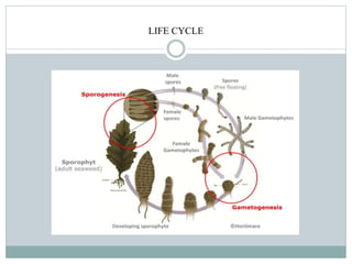 Seaweed Introduction/ Types and its Biotechnological Applications | PPTX