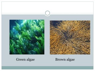Seaweed Introduction/ Types and its Biotechnological Applications | PPTX