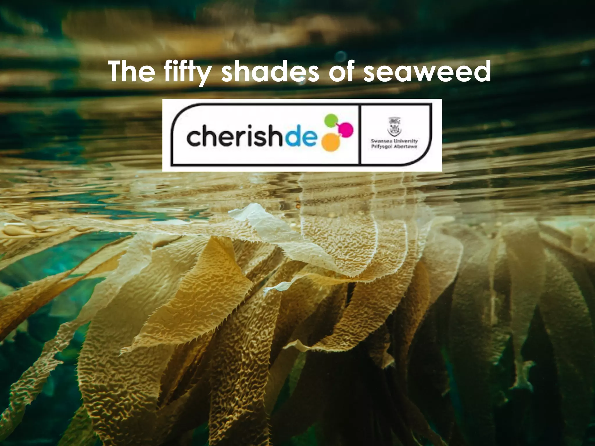 the 50 shades of seaweed | PDF