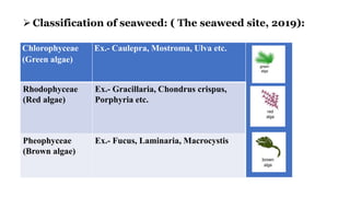 Sea weed in Animal Feed: Use and limitations | PPTX